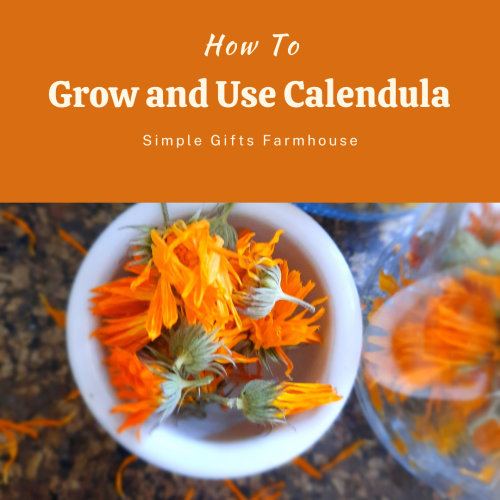 Benefits of Calendula: How to Grow and Use – Simple Gifts Farmhouse