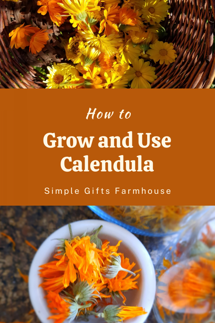 Benefits of Calendula: How to Grow and Use – Simple Gifts Farmhouse