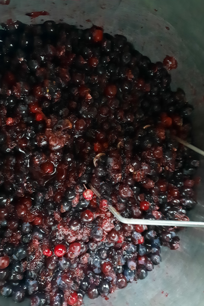 An Easy Serviceberry Jelly Recipe – Simple Gifts Farmhouse