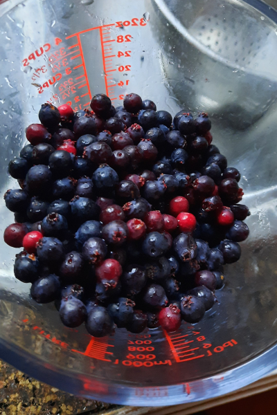 An Easy Serviceberry Jelly Recipe – Simple Gifts Farmhouse