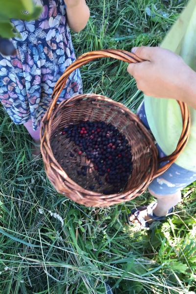An Easy Serviceberry Jelly Recipe – Simple Gifts Farmhouse