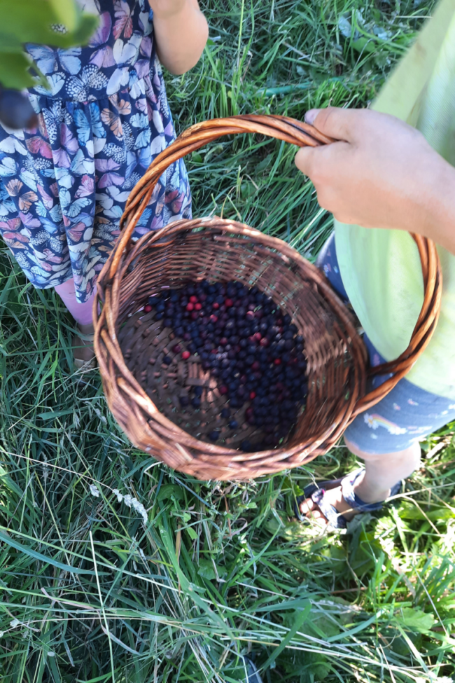 An Easy Serviceberry Jelly Recipe – Simple Gifts Farmhouse