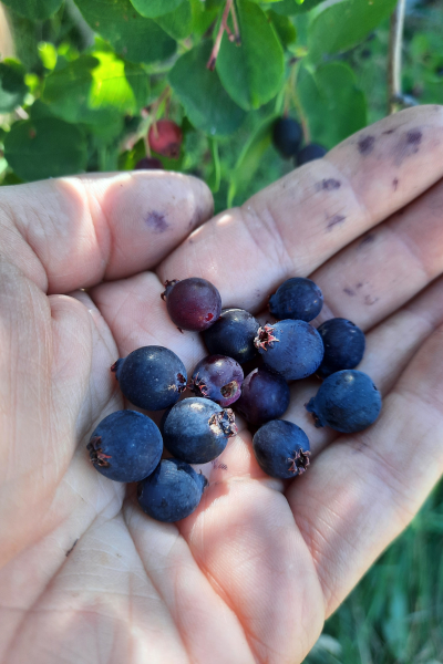 An Easy Serviceberry Jelly Recipe – Simple Gifts Farmhouse