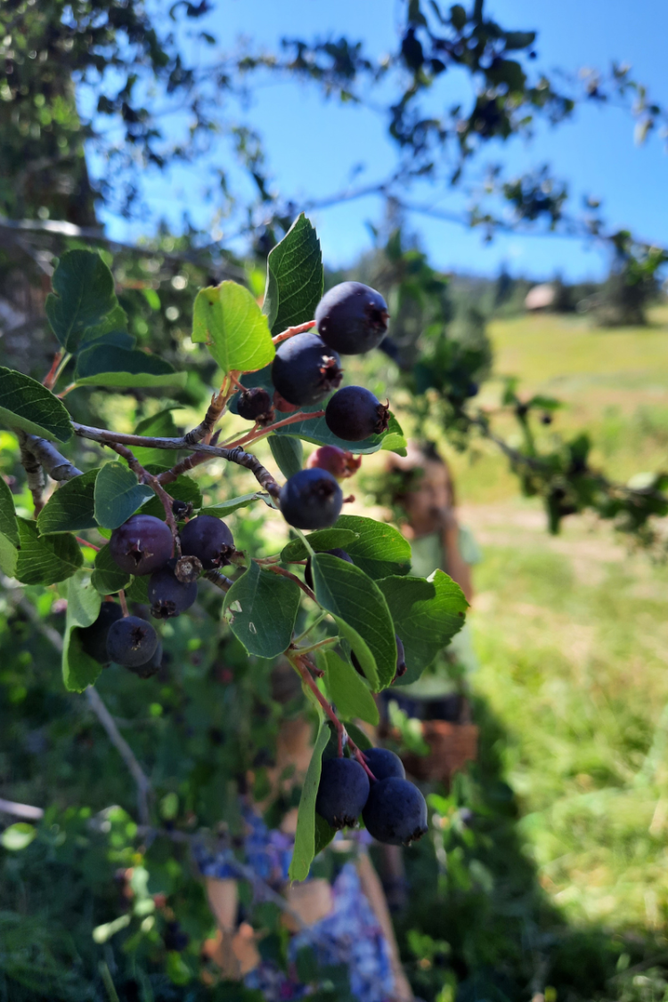 An Easy Serviceberry Jelly Recipe – Simple Gifts Farmhouse