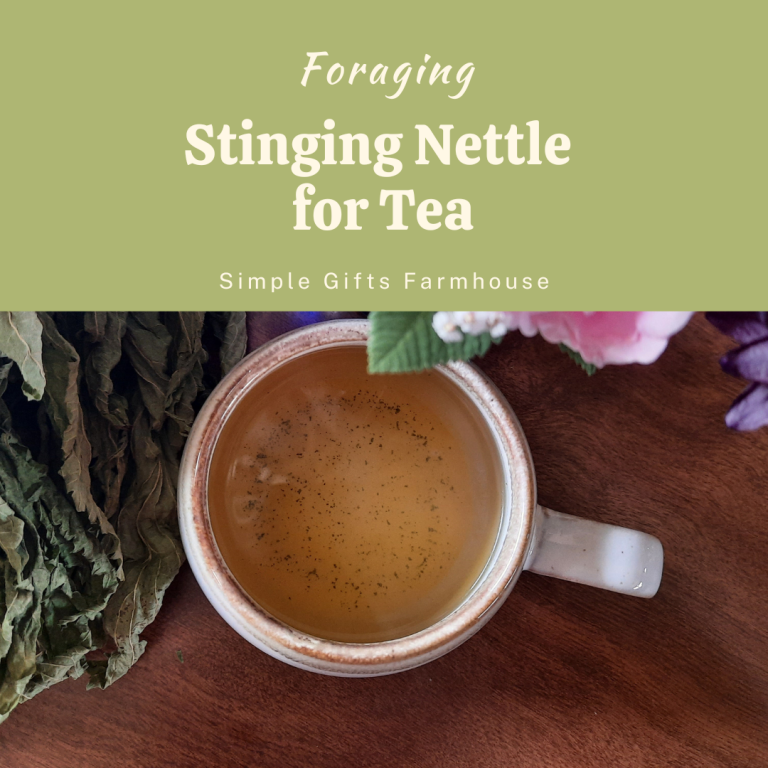How to Forage For Stinging Nettle and Make Tea – Simple Gifts Farmhouse